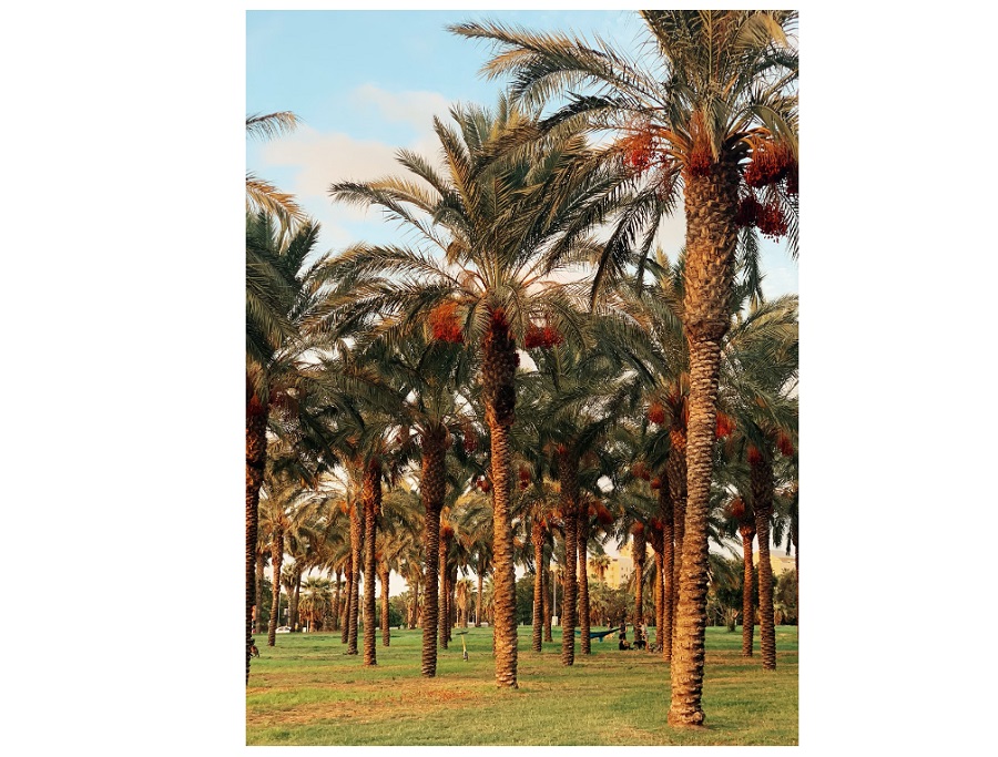 Jelang RAMADHAN, Hati-hati, Ini 14 Merek Kurma Israel yang Beredar di ...